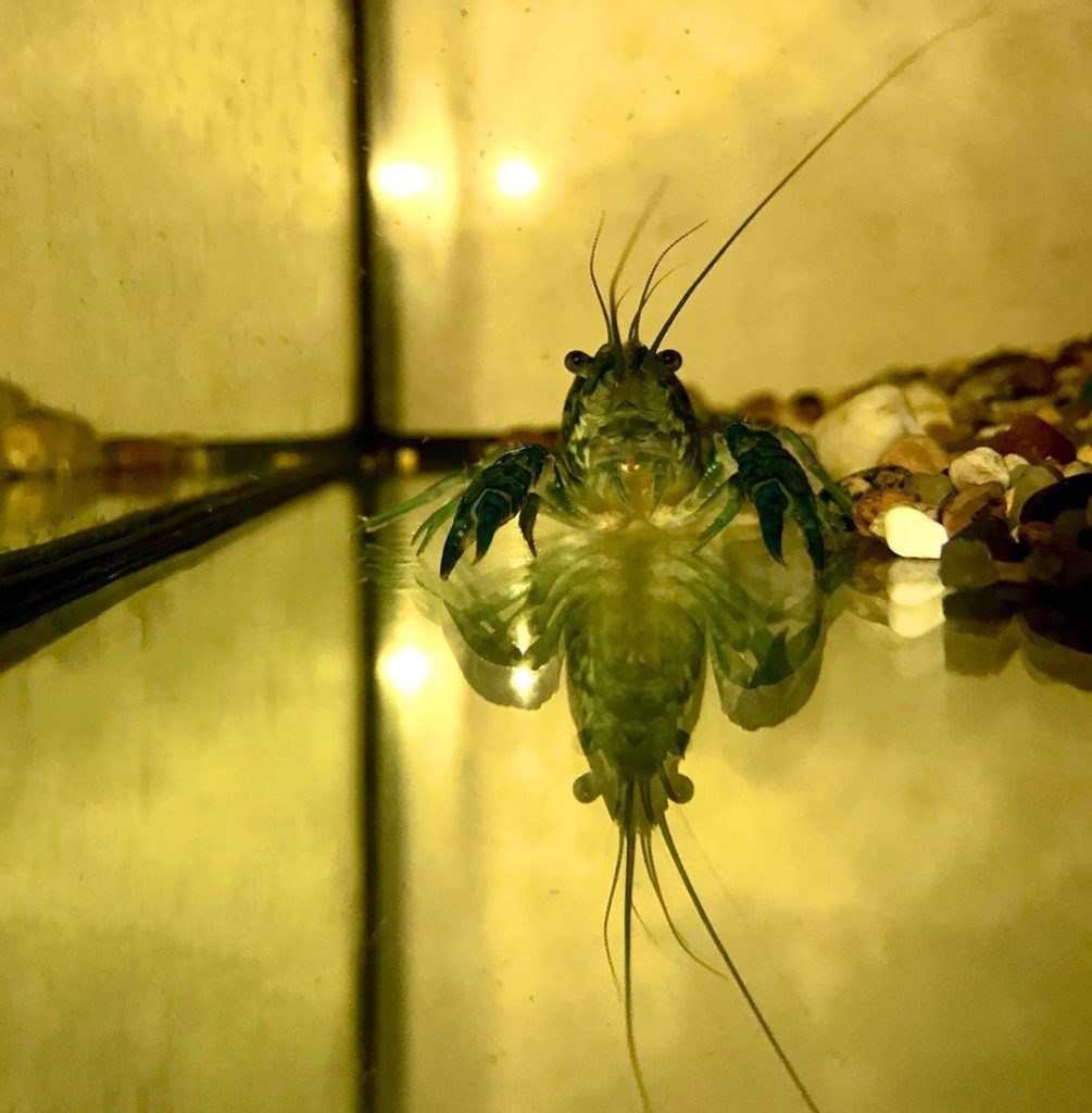 Аквариумные раки – содержание, разведение, совместимость с другими